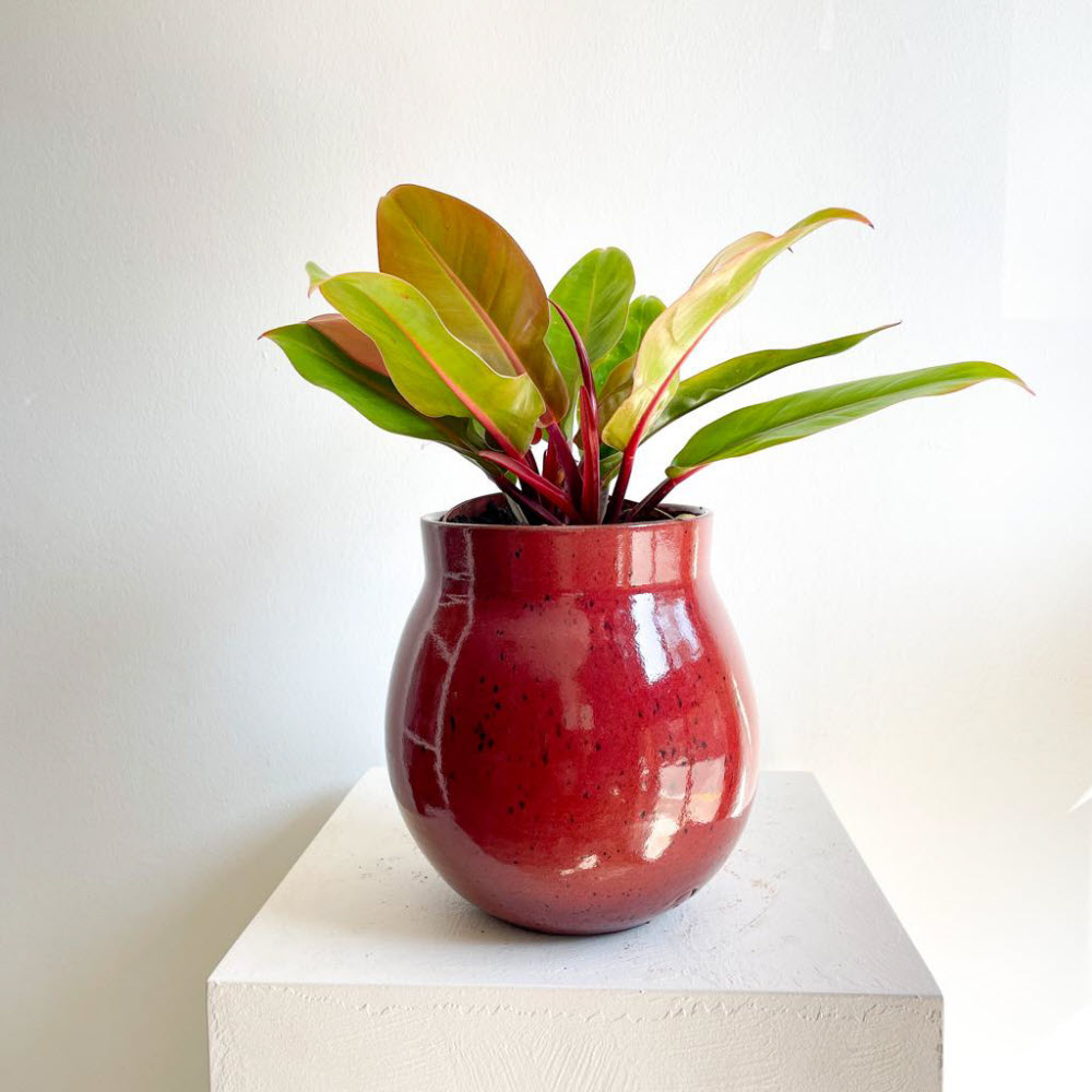 Philodendron Orange - Greenhouse Project