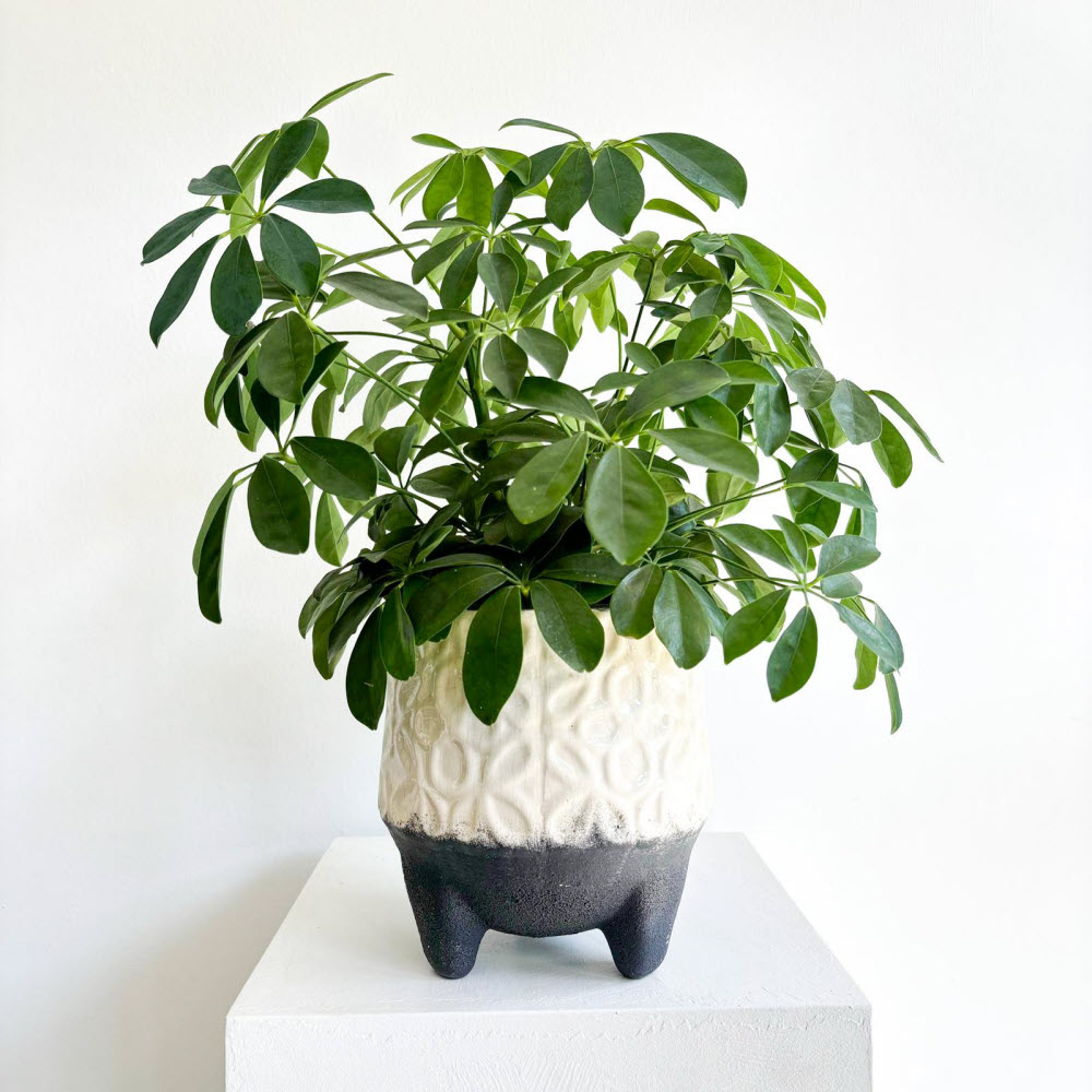 Schefflera | Şeflera Bitkisi - Greenhouse Project