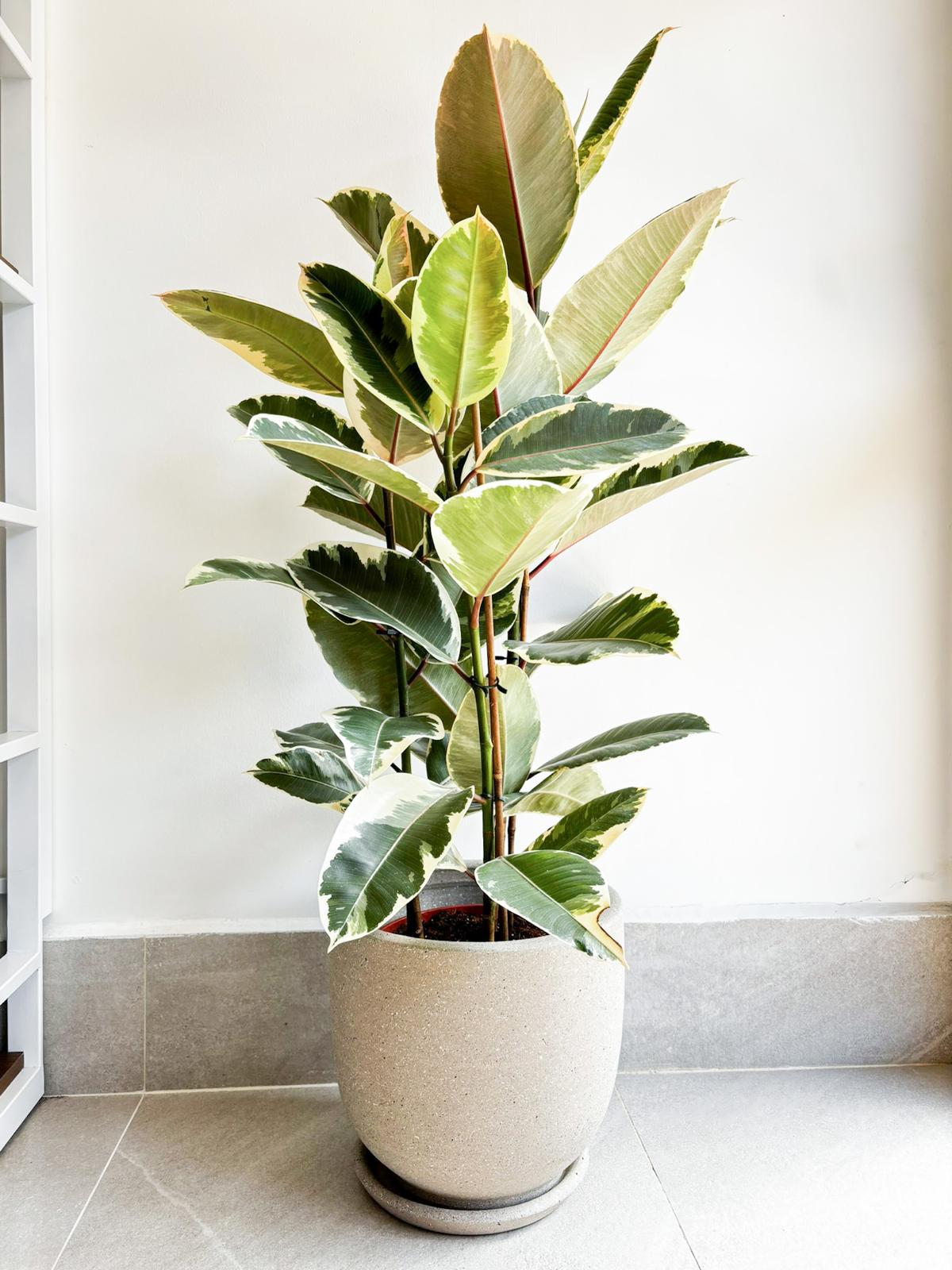 Ficus Elastica Tineke | Alacalı Kaucuk Çiçeği