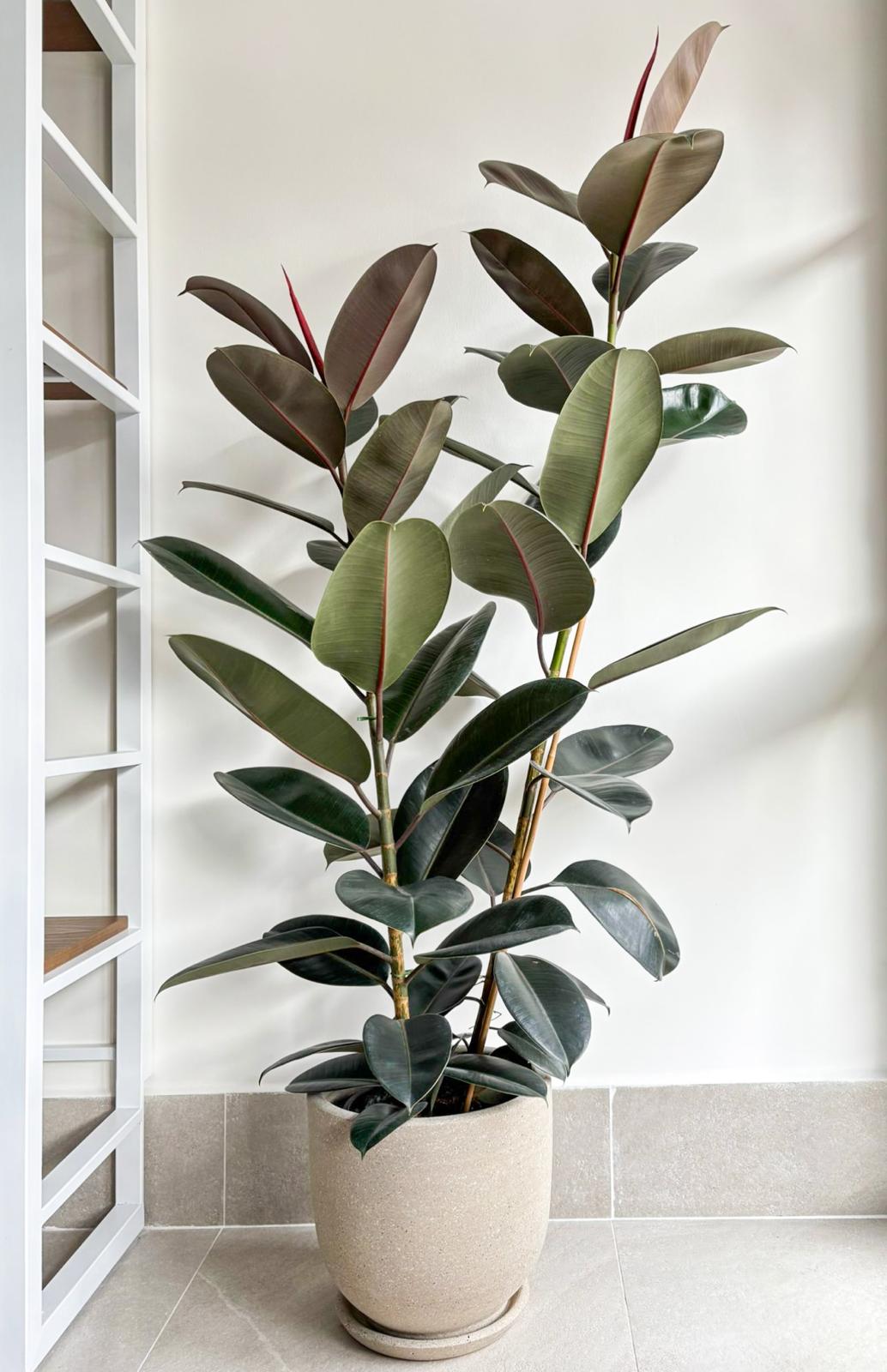 Ficus Elastica Robusta 165 cm - Greenhouse Project