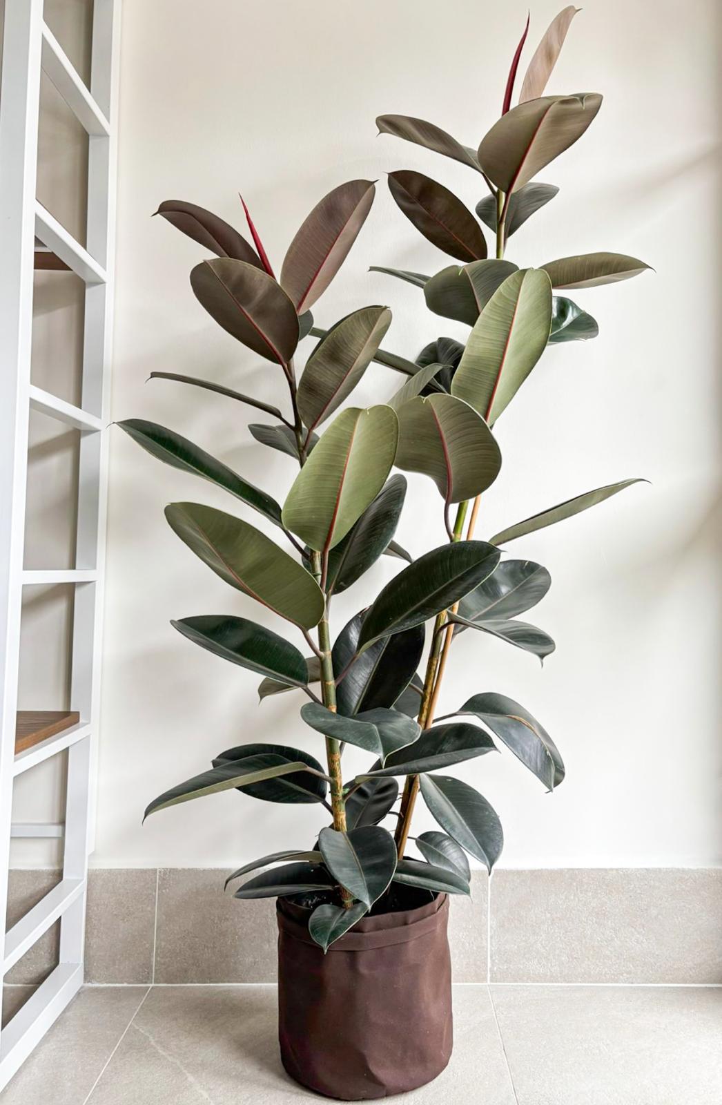 Ficus Elastica Robusta 165 cm - Greenhouse Project