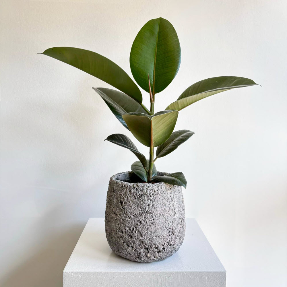 Ficus Elastica Robusta - 40 cm - Greenhouse Project