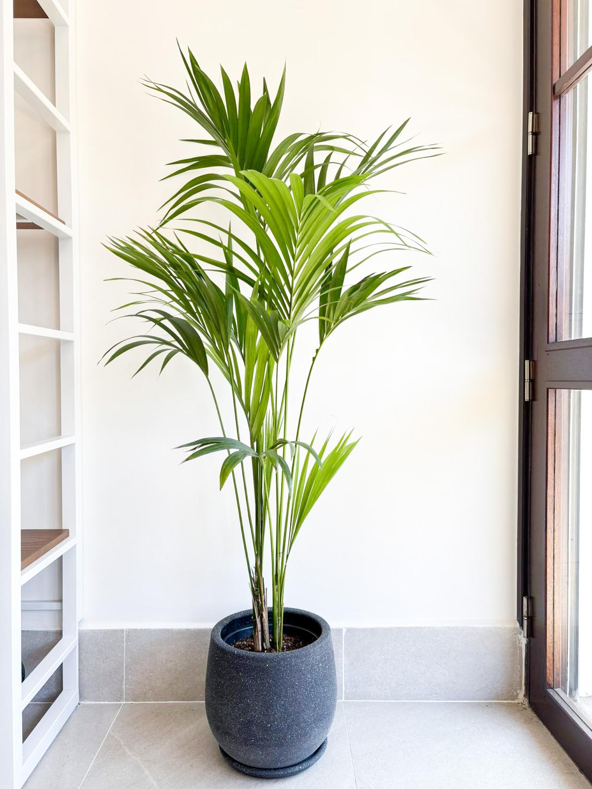 Kentia Palmiyesi - Kentya - Howea Forsteriana 150 cm