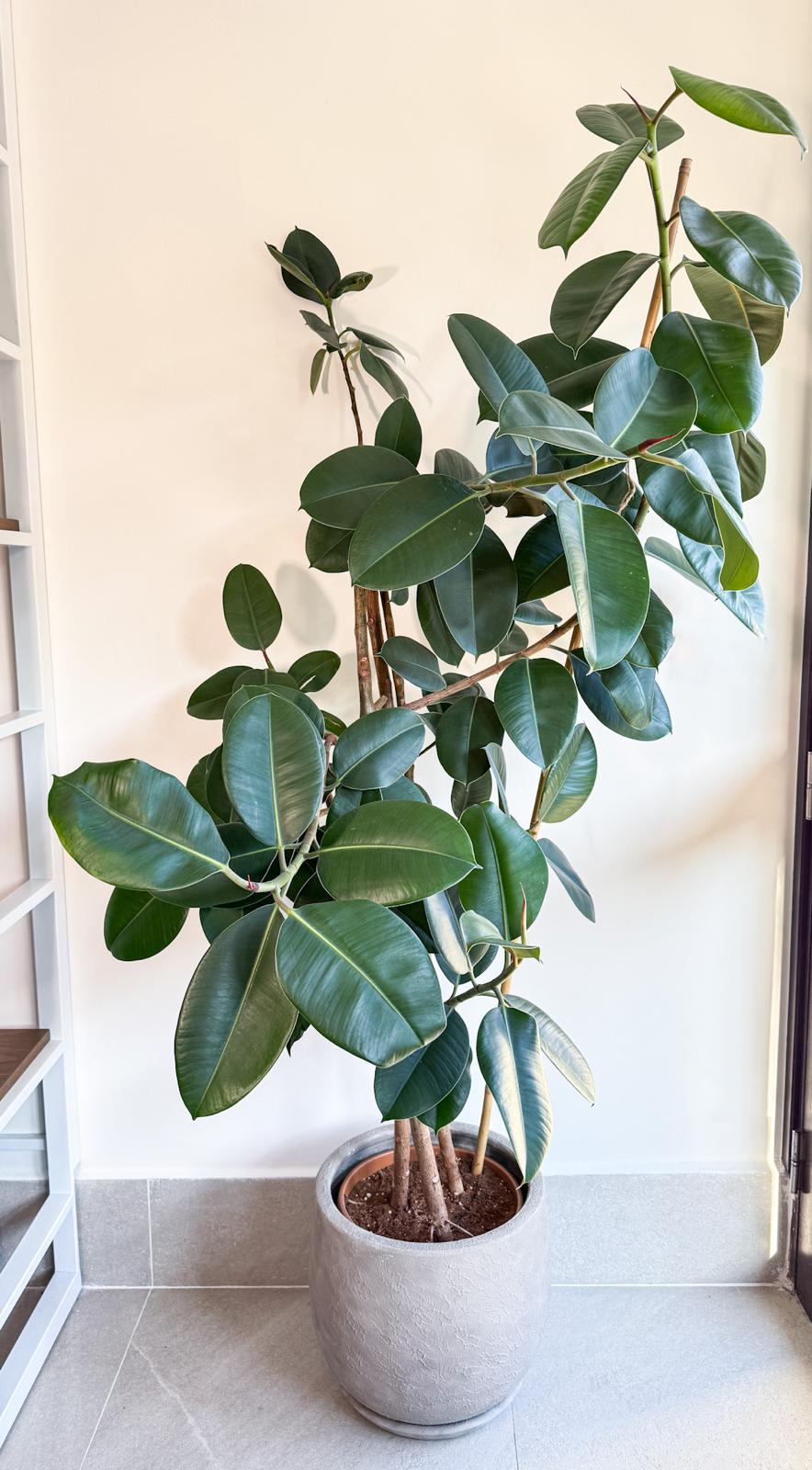 Ficus Elastica Robusta - 180 cm - Greenhouse Project