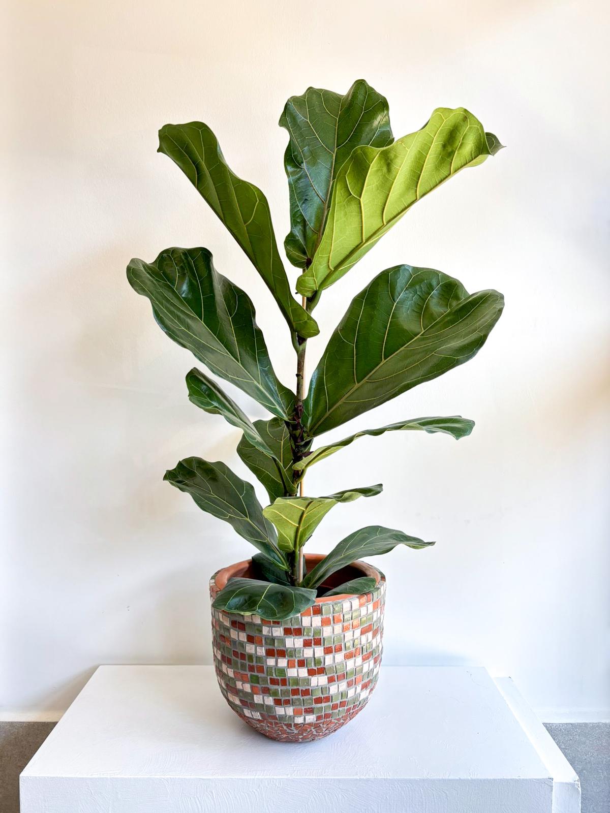 Ficus Lyrata - 80 cm - Greenhouse Project