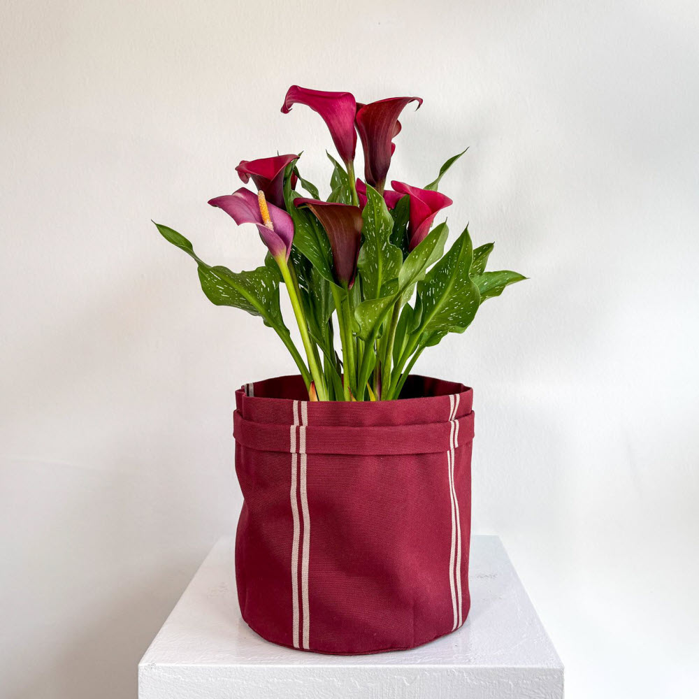 Bordo Calla - Greenhouse Project